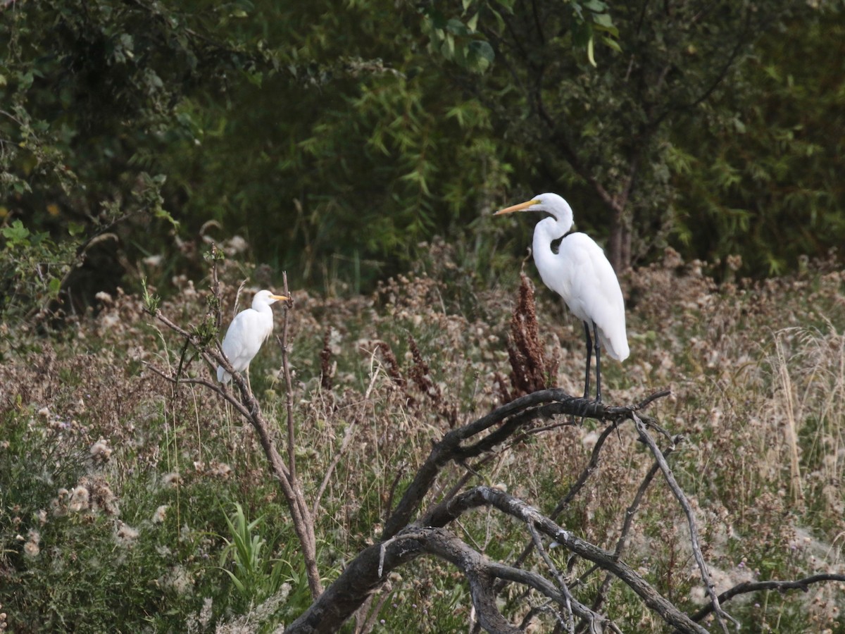 eBird Checklist - 24 Aug 2024 - Howard Marsh Metropark - 21 species