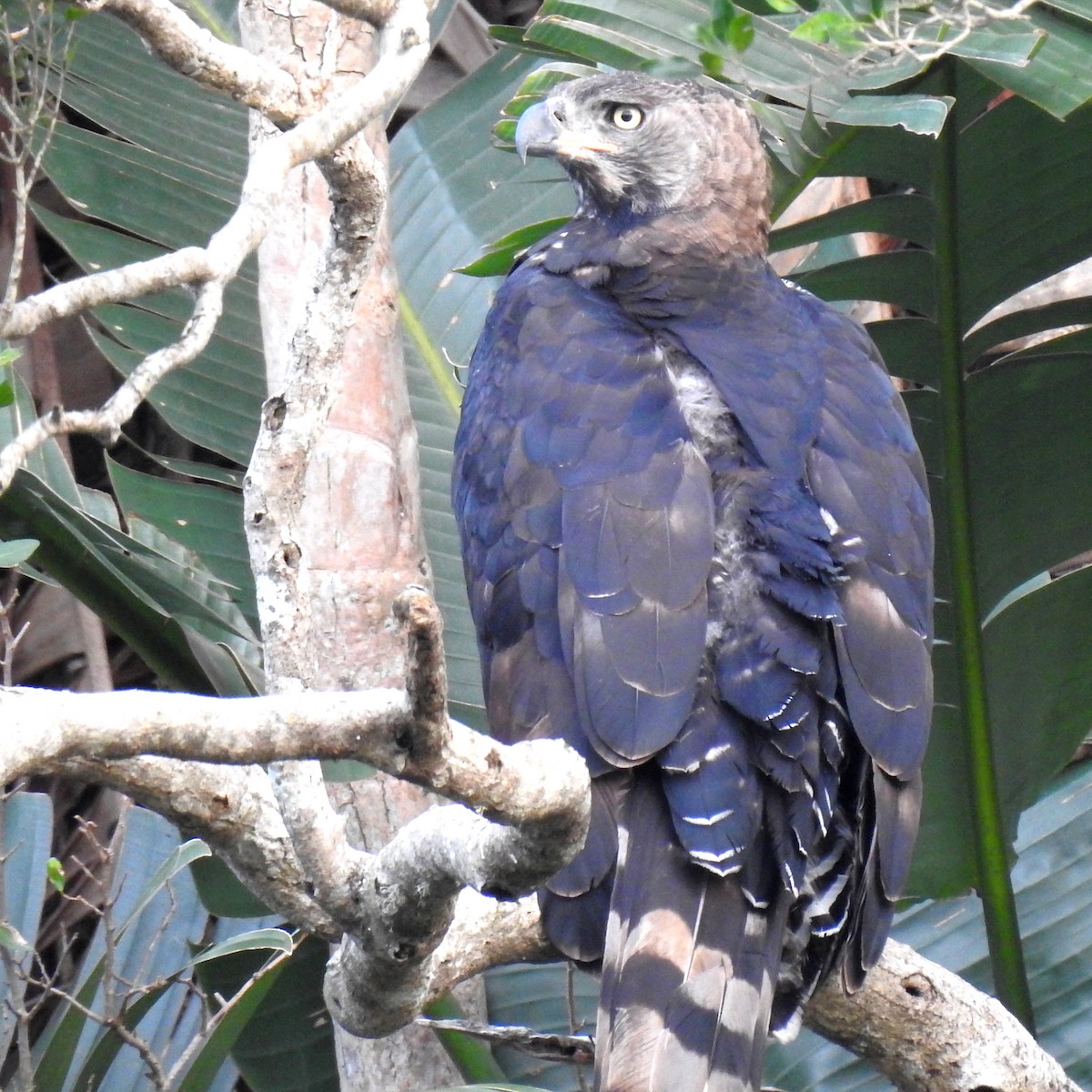 ML622915403 - Crowned Eagle - Macaulay Library