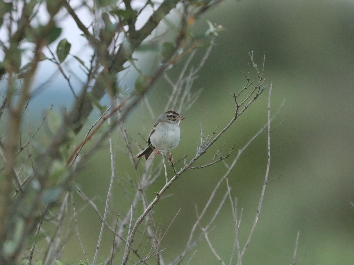 Pennsylvania Bird Atlas Checklist - 2 Jul 2024 - State Game Lands 330/Piney Tract--Stockdill Rd ...