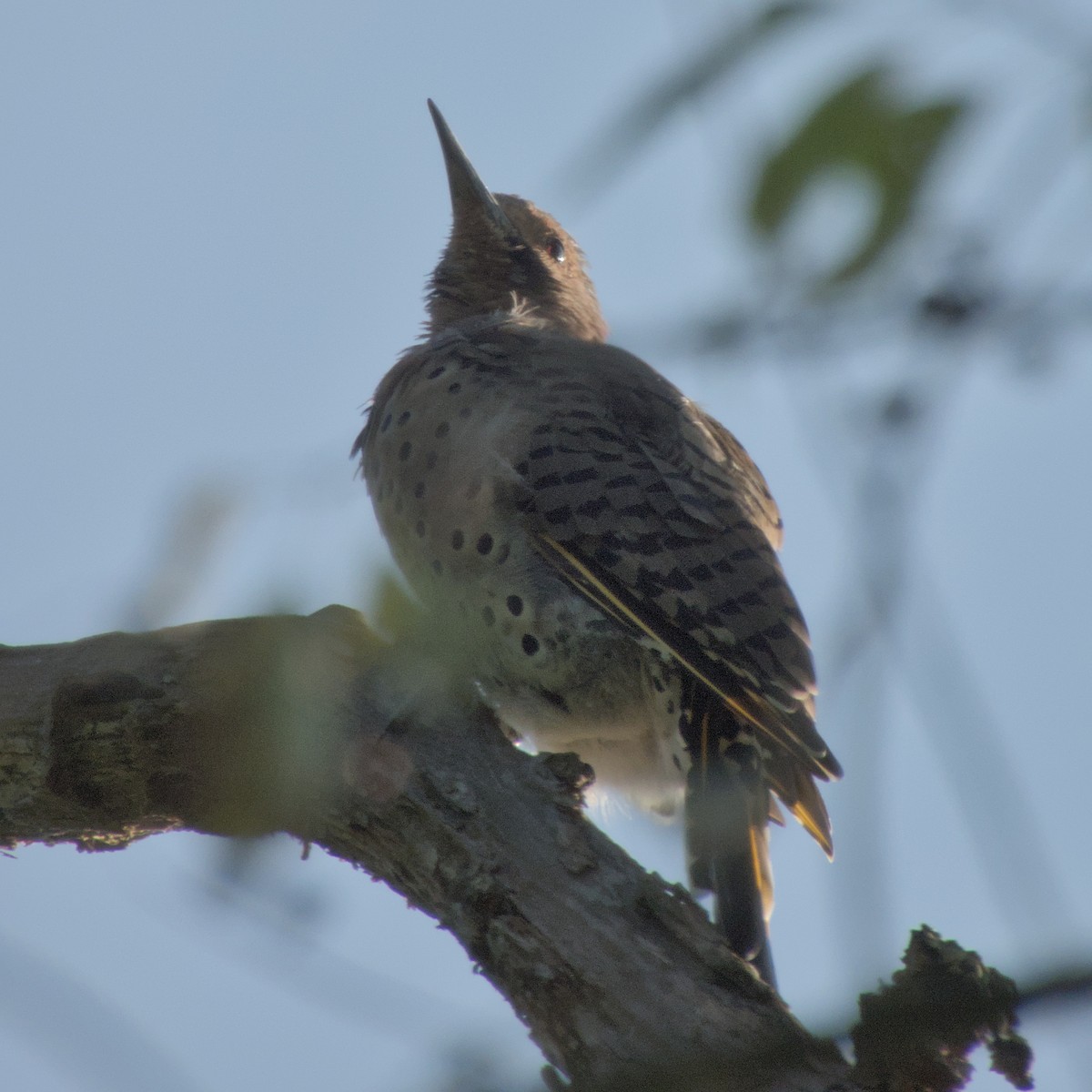 Pennsylvania Bird Atlas Checklist - 22 Aug 2024 - SFU Grotto To McGuire ...