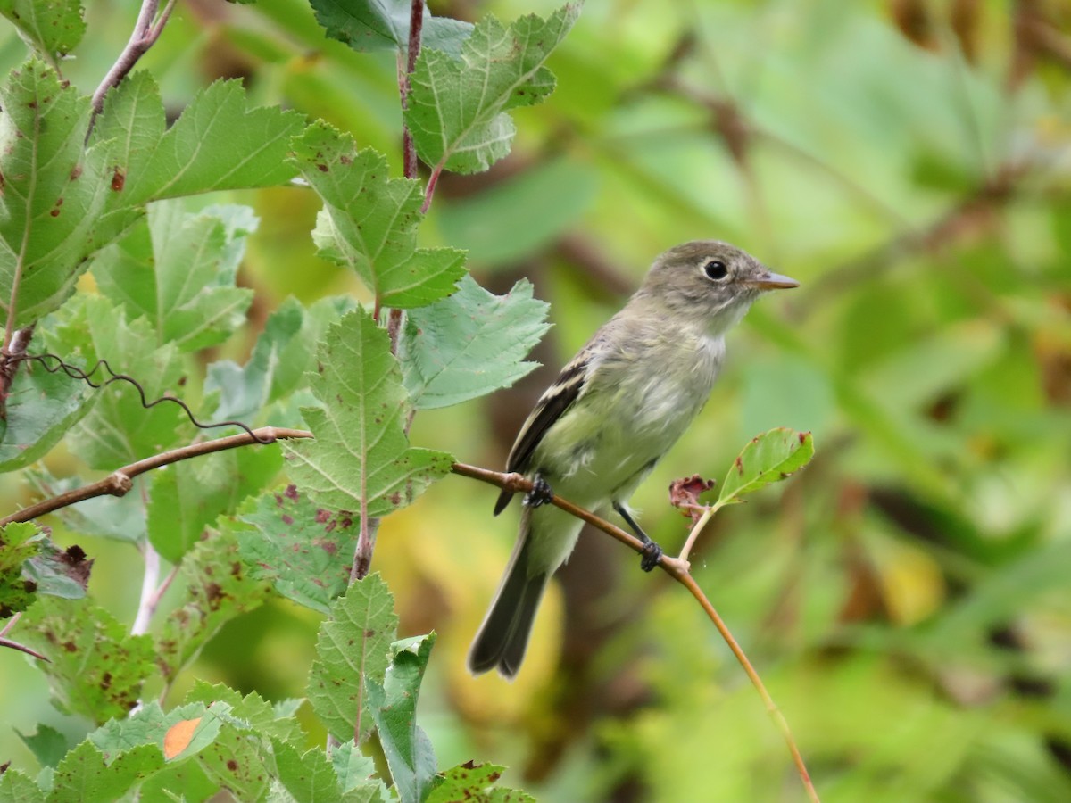 eBird Checklist - 25 Aug 2024 - Governor Nelson SP - 44 species (+2 ...
