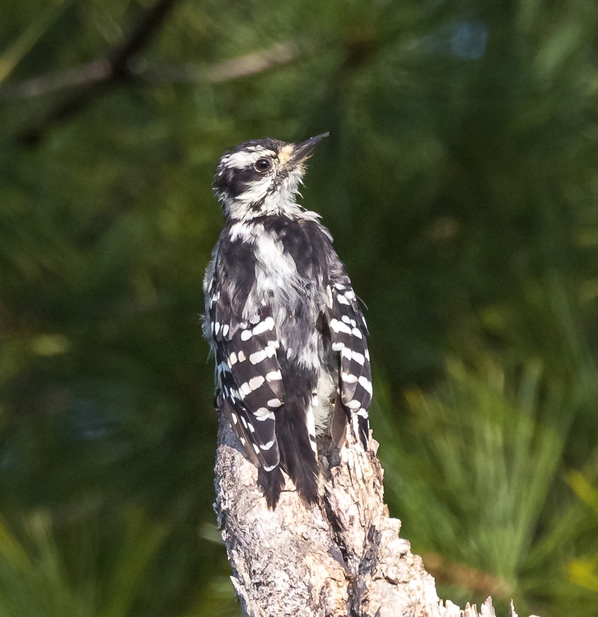Pennsylvania Bird Atlas Checklist - 24 Aug 2024 - State Game Lands 141 ...