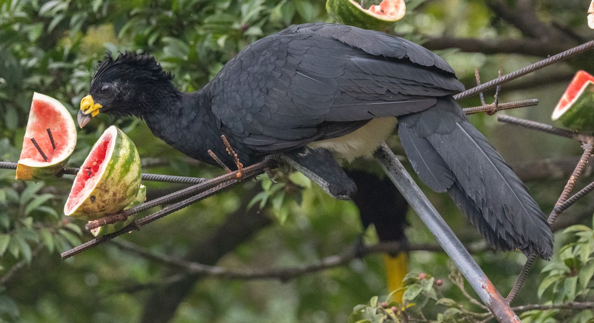 eBird Checklist - 25 Aug 2024 - Arenal Observatory Lodge - 44 species