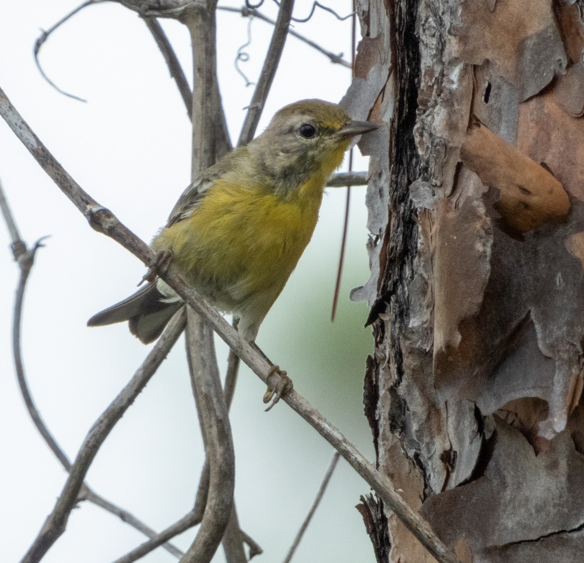 ML622942895 - Pine Warbler - Macaulay Library