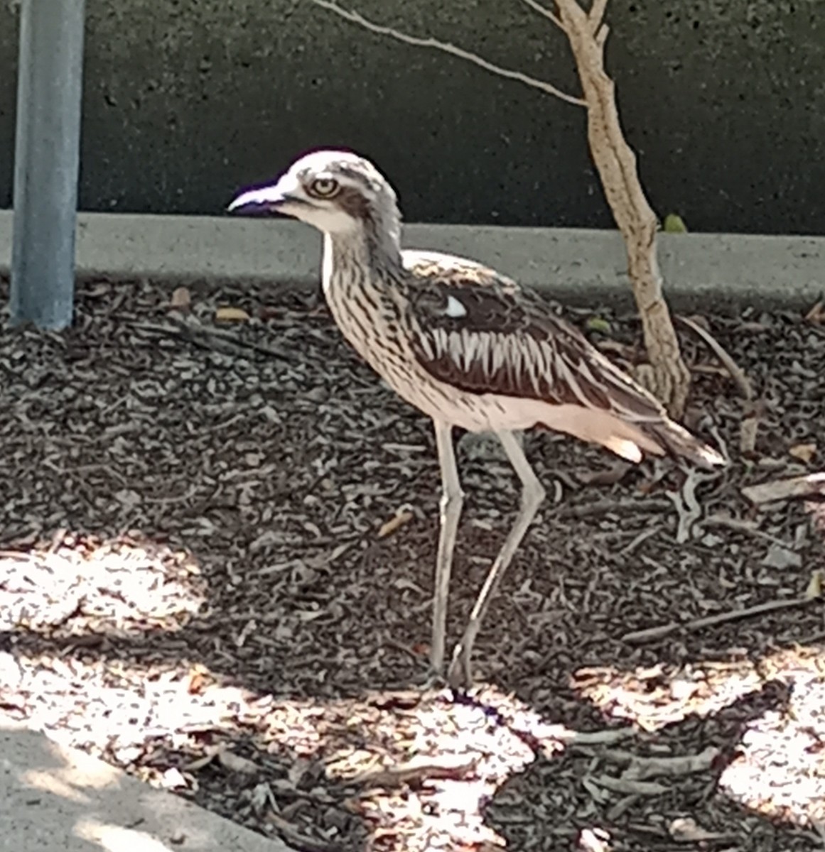 eBird Checklist - 26 Aug 2024 - Fogarty Park - 8 species
