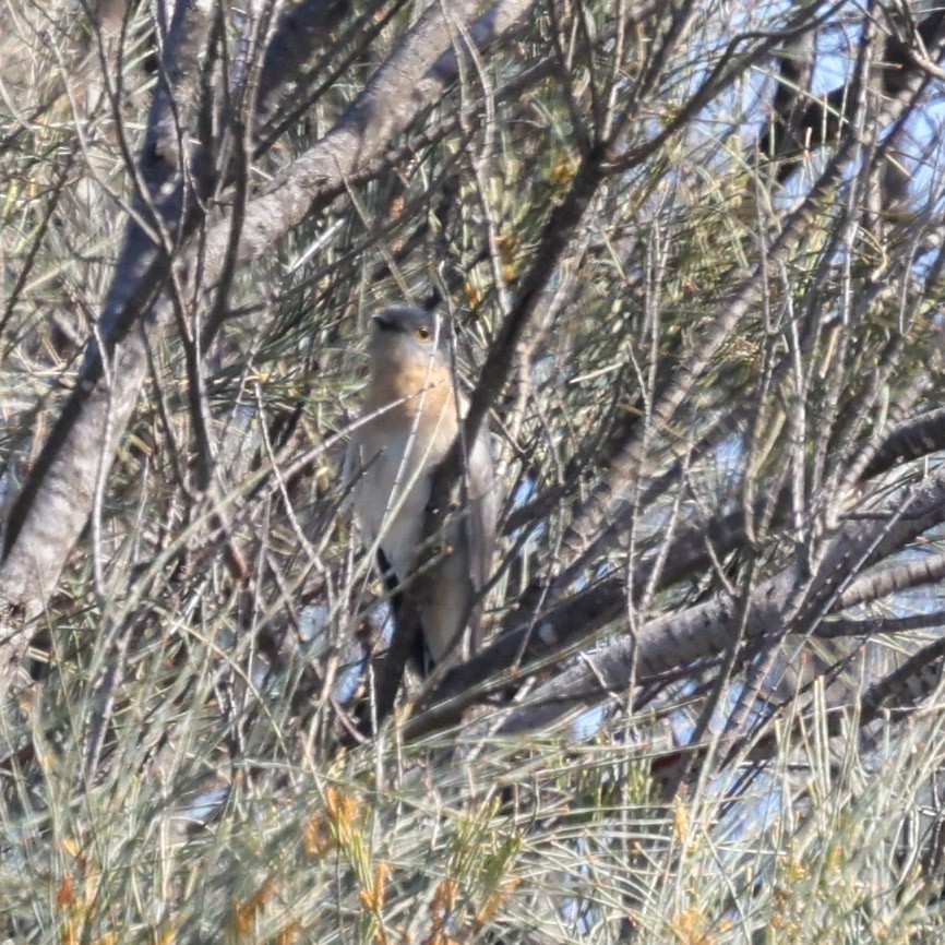 eBird Checklist - 26 Aug 2024 - Coffin Bay National Park--Yangie Bay ...