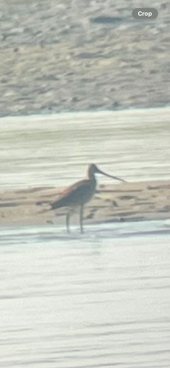 eBird Checklist - 26 Aug 2024 - Lynnhaven Inlet Flats - 38 species (+2 ...