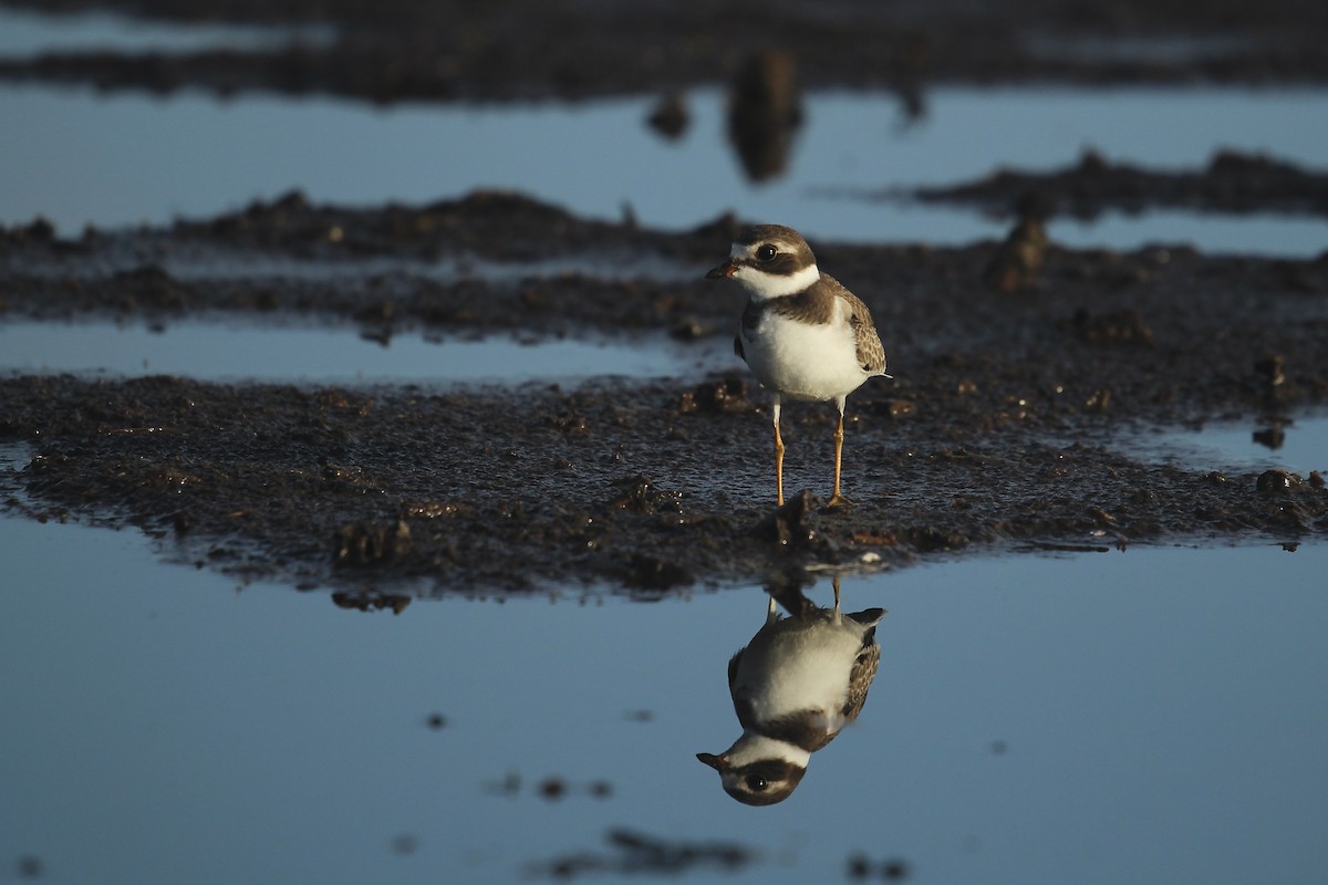 eBird Checklist - 26 Aug 2024 - Pelican Island NWR - 42 species