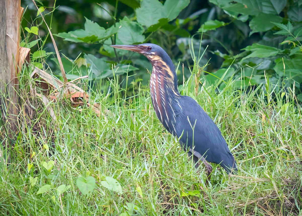 ML622966995 - Black Bittern - Macaulay Library