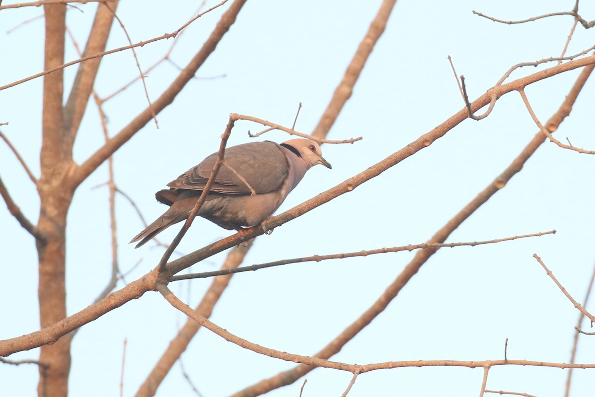 eBird Checklist - 25 Aug 2024 - Tabora Kazima Dam - 80 species