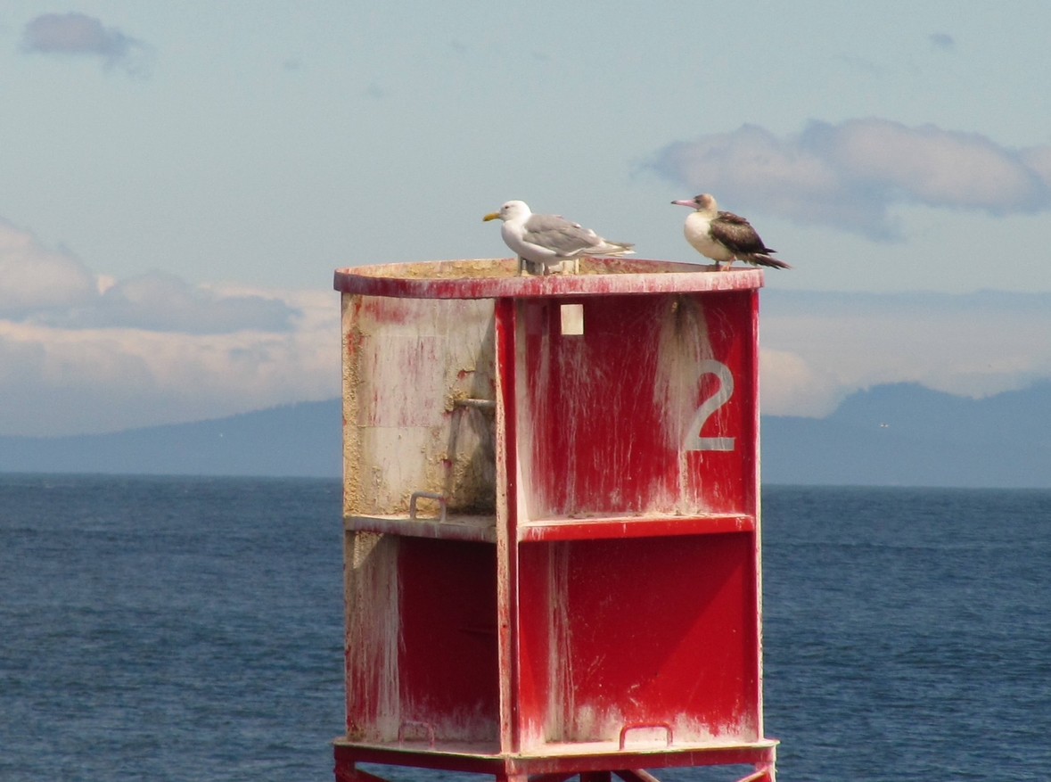 eBird Checklist - 31 Jul 2024 - Dungeness Spit Red Buoy - 2 species