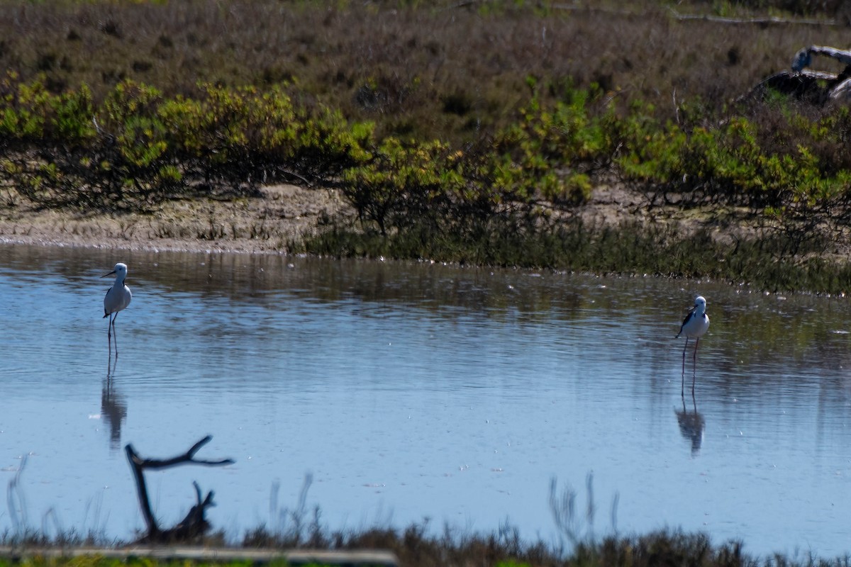eBird Checklist - 26 Aug 2024 - Hunter Wetlands National Park--Stockton ...