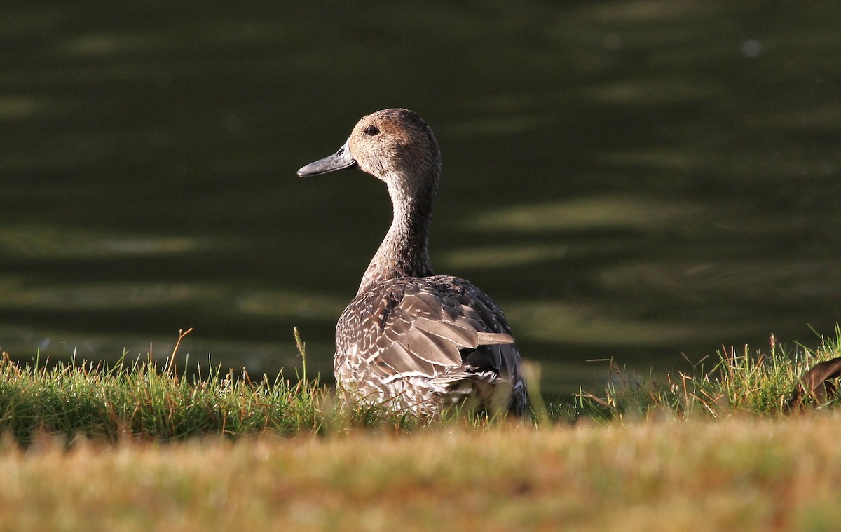 eBird Checklist - 7 Apr 2011 - Len Howard Conservation Park (Erskine ...