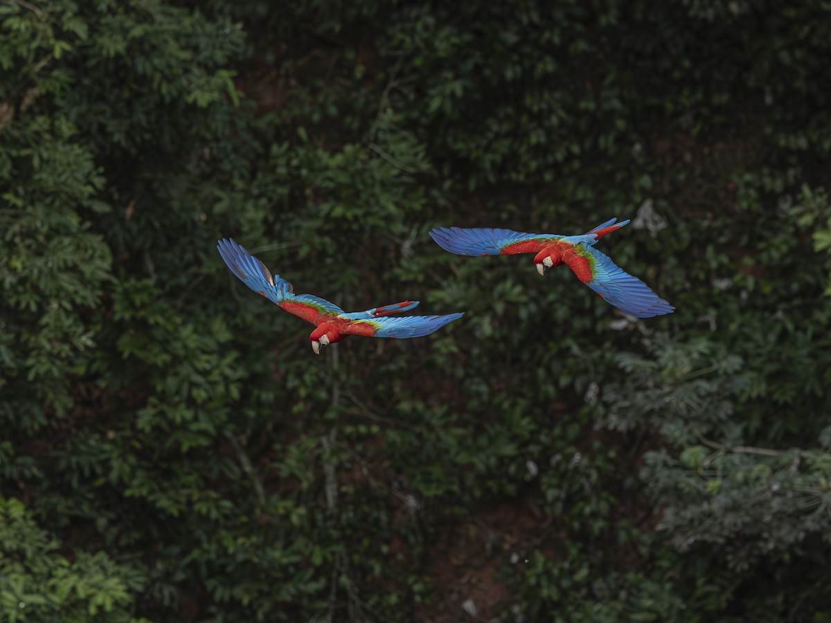 eBird Checklist - 15 Aug 2024 - RPPN Buraco das Araras - 11 species