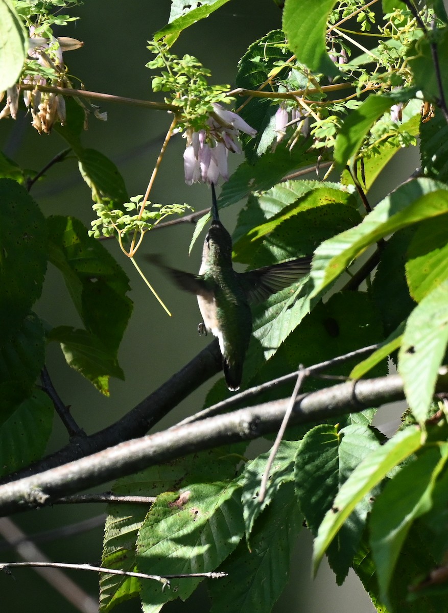 Pennsylvania Bird Atlas Checklist - 27 Aug 2024 - Ft. Indiantown Gap--Second Mountain ...