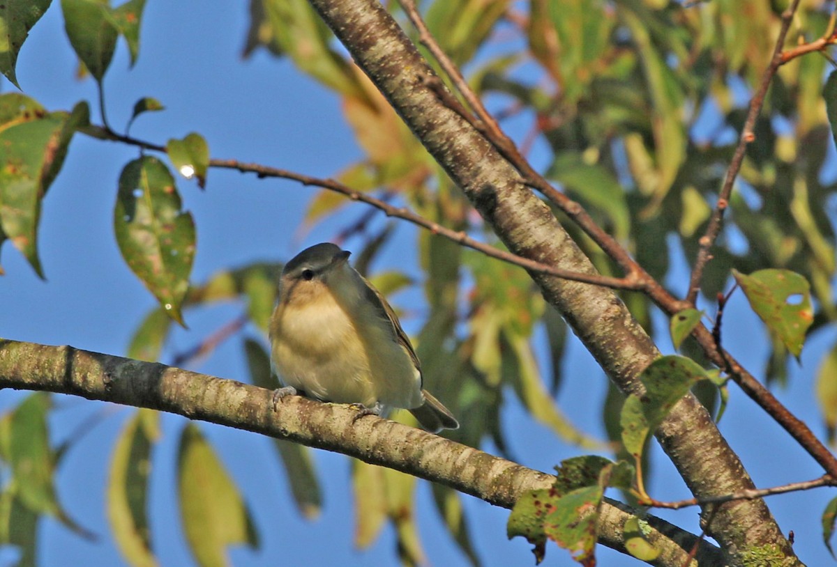 Pennsylvania Bird Atlas Checklist - 27 Aug 2024 - Leaser Lake - 33 species (+2 other taxa)