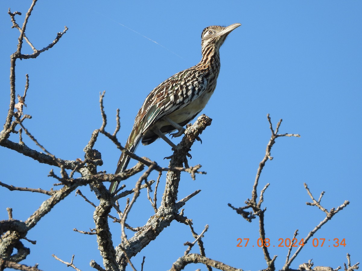 eBird Checklist - 27 Aug 2024 - Grapevine Lake--Meadowmere Pk (Tarrant ...