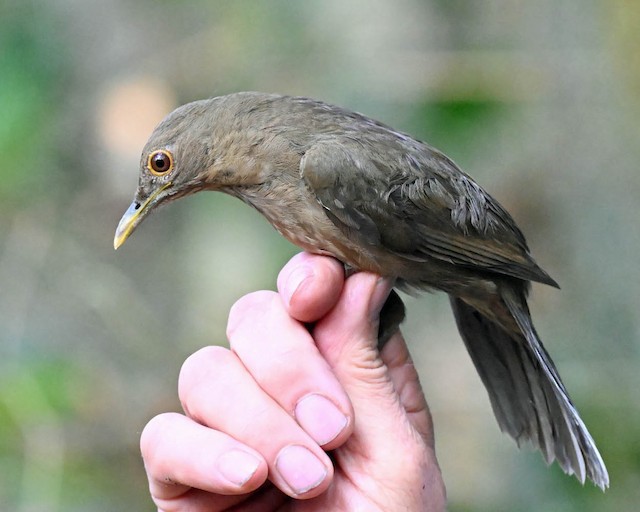 Documentan al misterioso Zorzal boliviano en Beni - eBird Bolivia