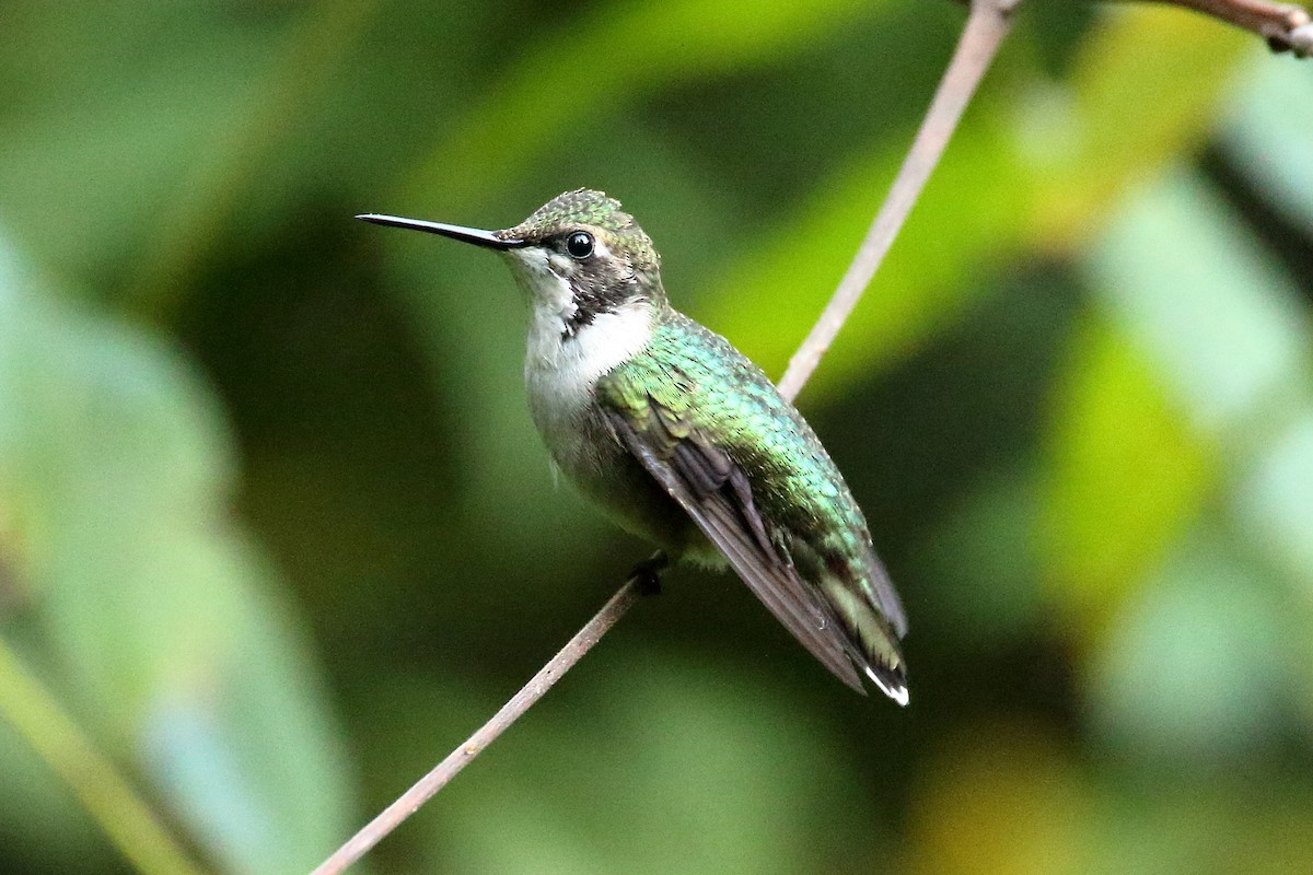 eBird Checklist - 27 Aug 2024 - Swan Harbor Farm Park - 39 species