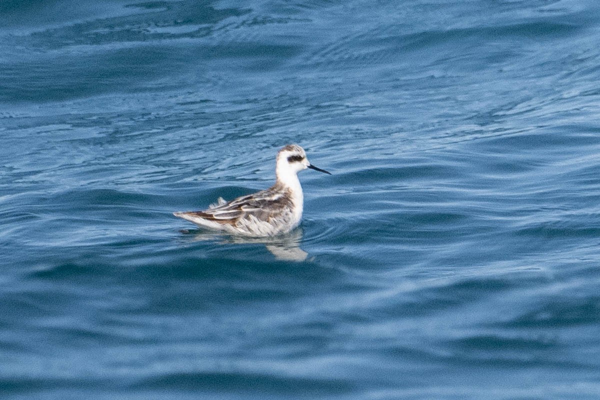 eBird Checklist - 25 Aug 2024 - Off Mission Bay (offshore species only ...