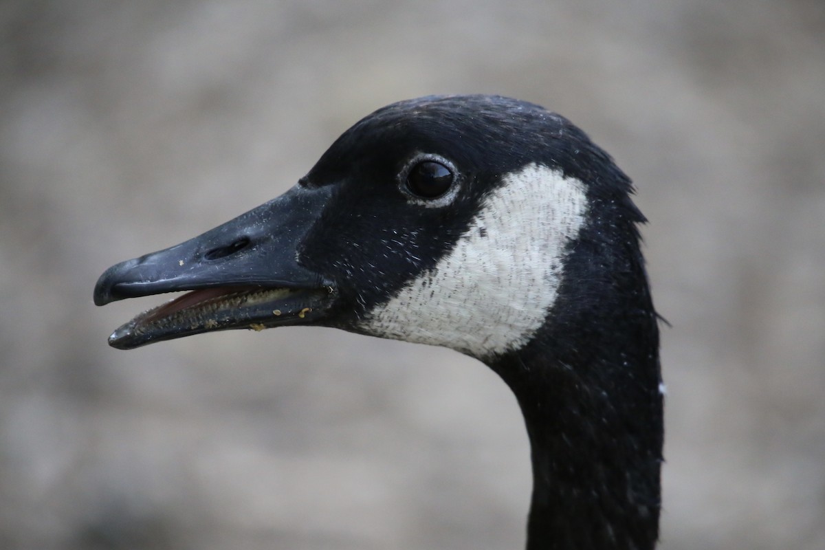 eBird Checklist - 27 Aug 2024 - Perrin Park - 15 species (+1 other taxa)