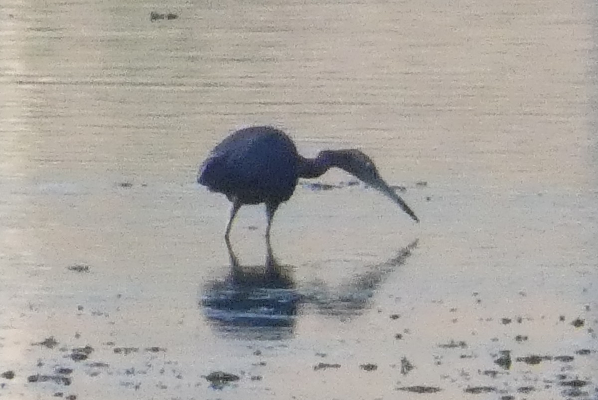 eBird Checklist - 27 Aug 2024 - Calvert Vaux Park (Dreier-Offerman Park ...
