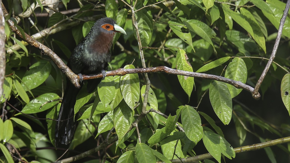 Mentawai Malkoha - Phaenicophaeus oeneicaudus - Birds of the World