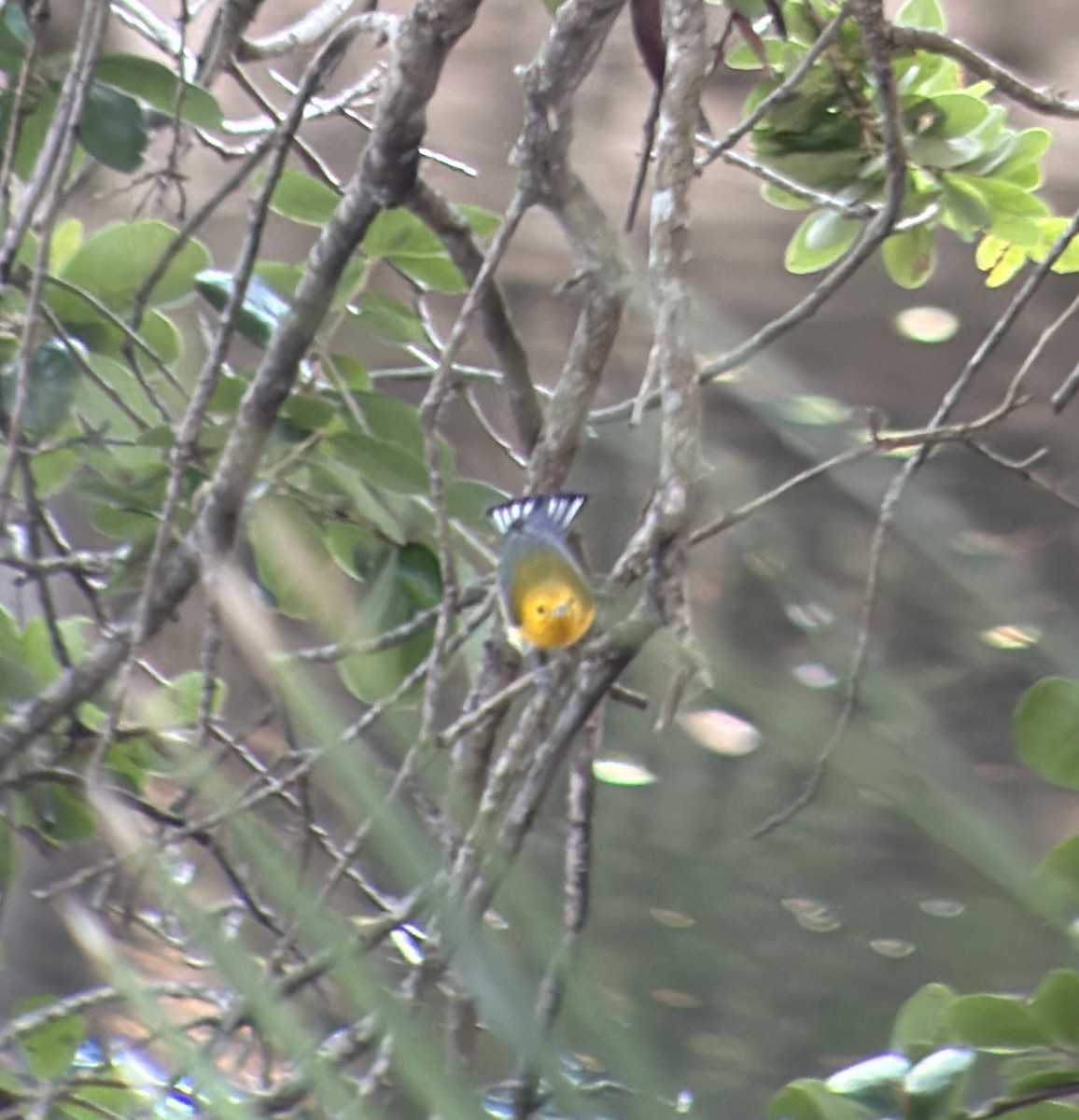 eBird Checklist - 27 Aug 2024 - Florida Atlantic University - 23 species