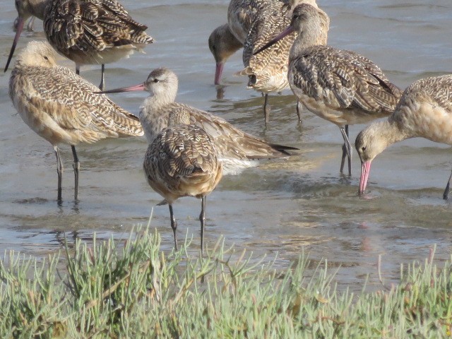 eBird Checklist - 27 Aug 2024 - Tokeland--marina - 16 species (+1 other ...