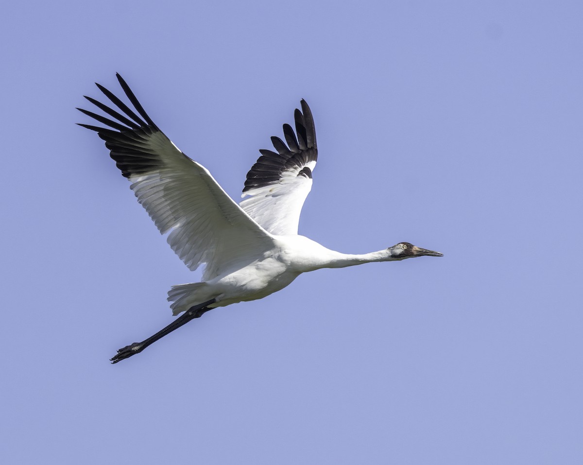 eBird Checklist - 26 Aug 2024 - stakeout Whooping Crane, Springbank (July-August, 2024) - 1 species