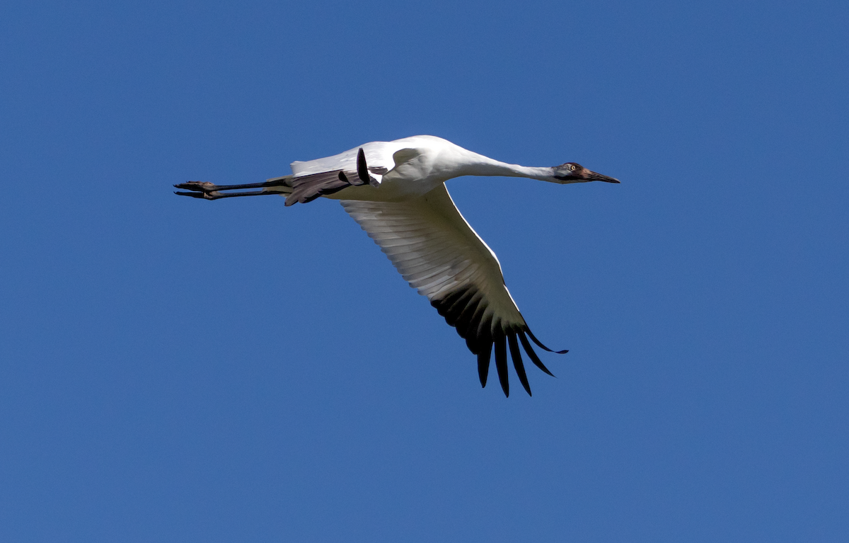 eBird Checklist - 26 Aug 2024 - stakeout Whooping Crane, Springbank (July-August, 2024) - 1 species