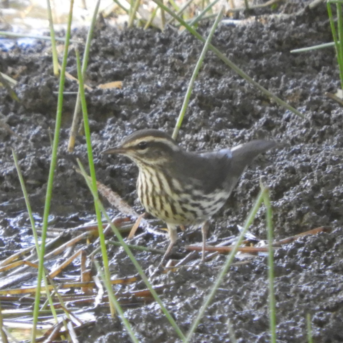 eBird Checklist - 27 Aug 2024 - Teleli Golf Course, Sonora - 30 species