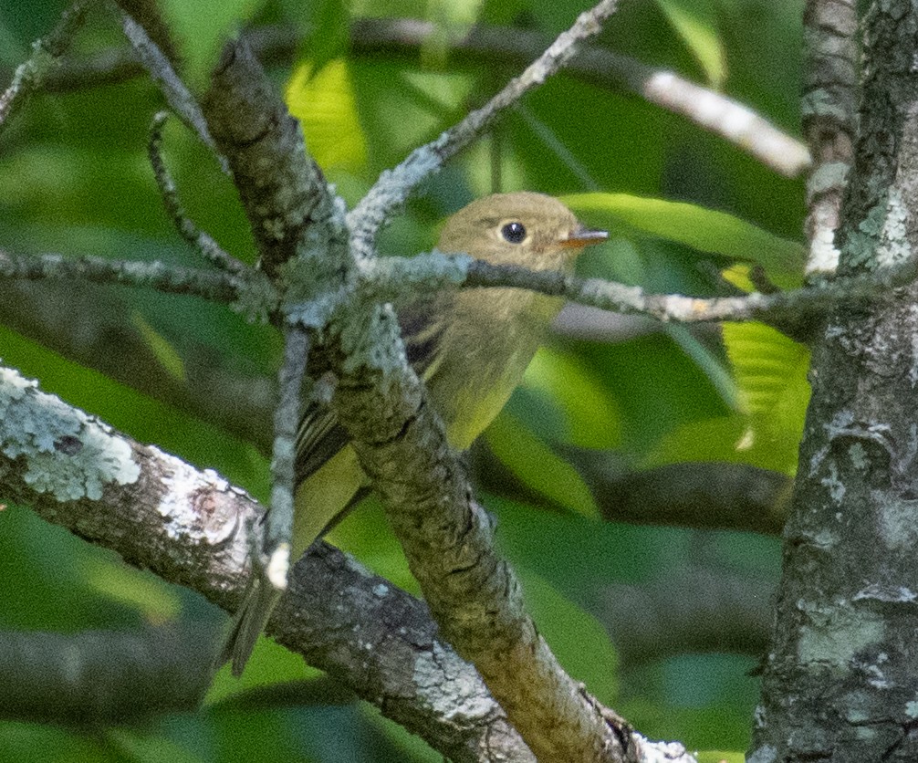 eBird Checklist - 26 Aug 2024 - Angora Fruit Farm - 4 species