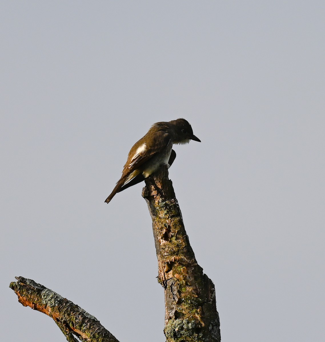 Pennsylvania Bird Atlas Checklist - 28 Aug 2024 - Ft. Indiantown Gap--Second Mountain ...