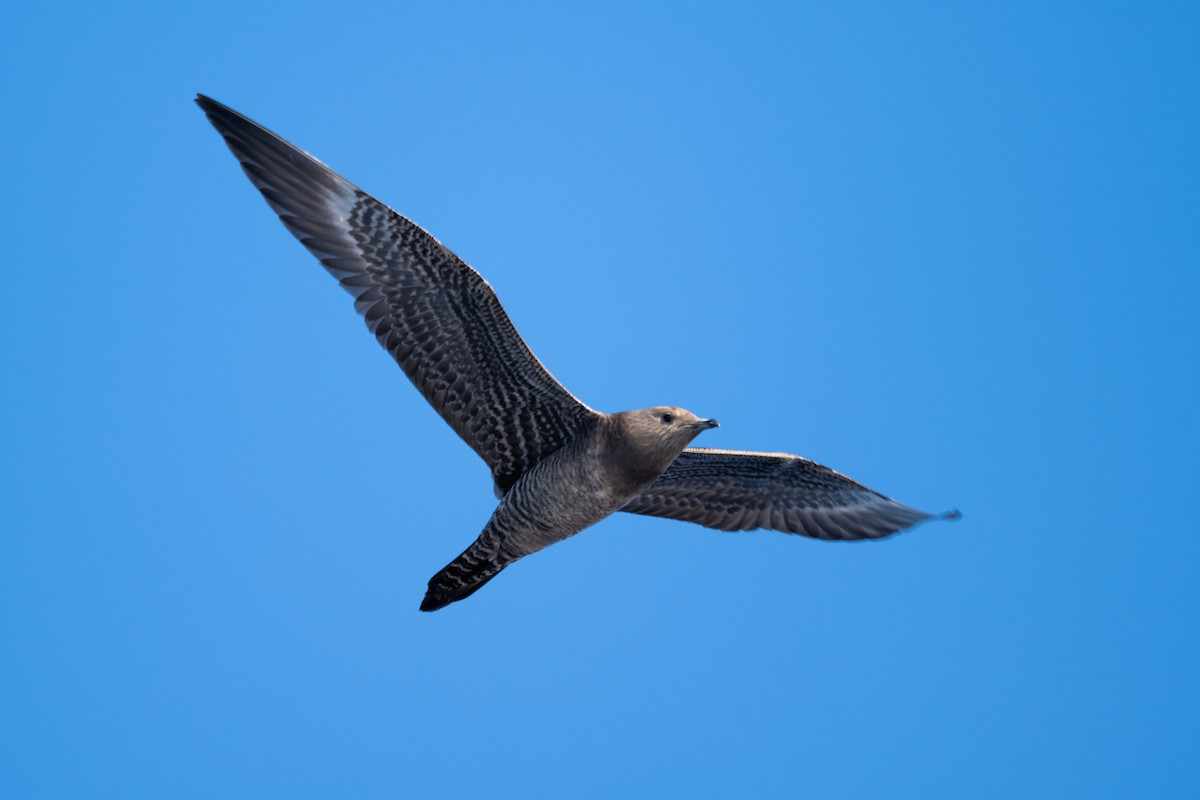 eBird Checklist - 24 Aug 2024 - Hydrographer Canyon - 15 species