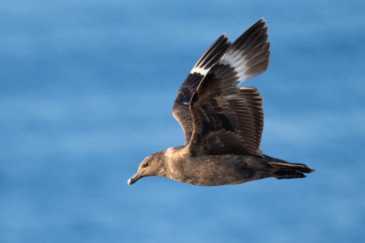 eBird Checklist - 25 Aug 2024 - Hydrographer Canyon - 11 species