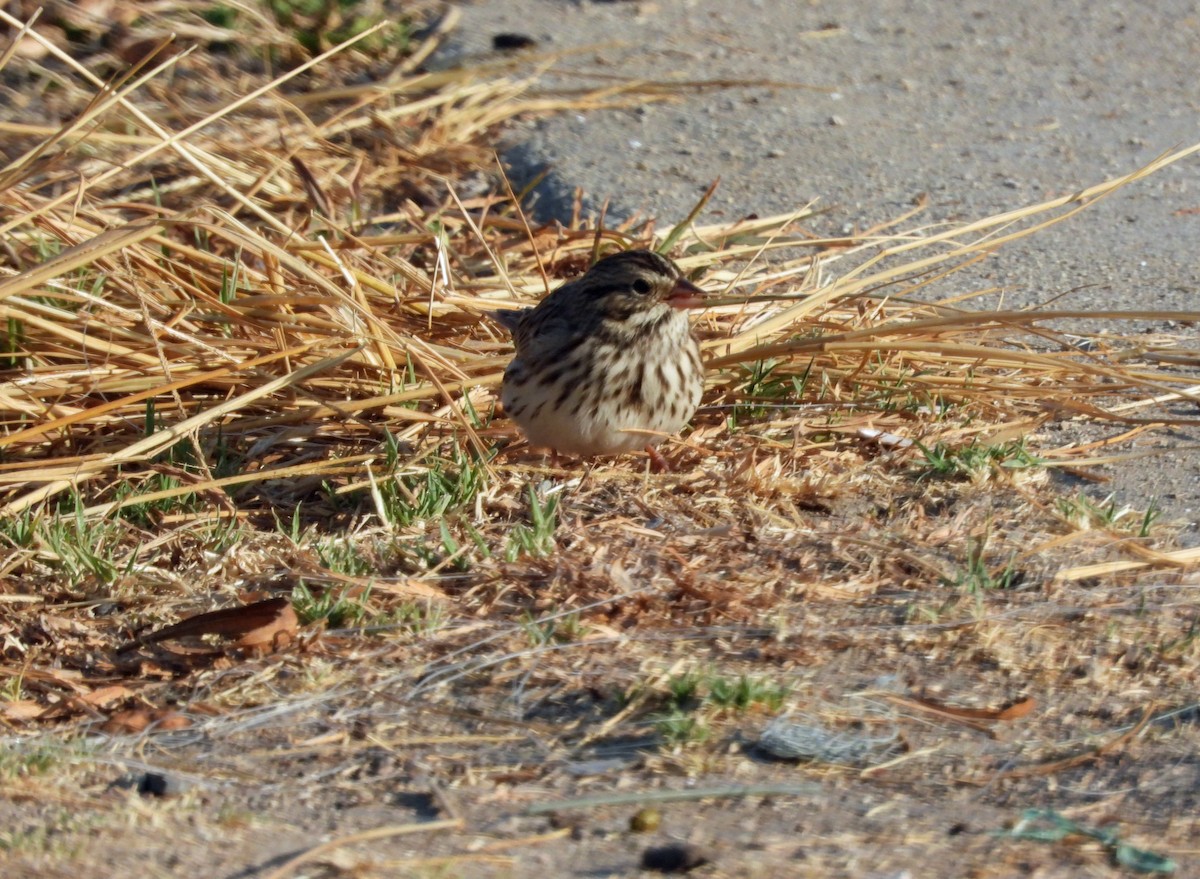 eBird Checklist - 28 Aug 2024 - Frank G. Bonelli RP/Puddingstone ...