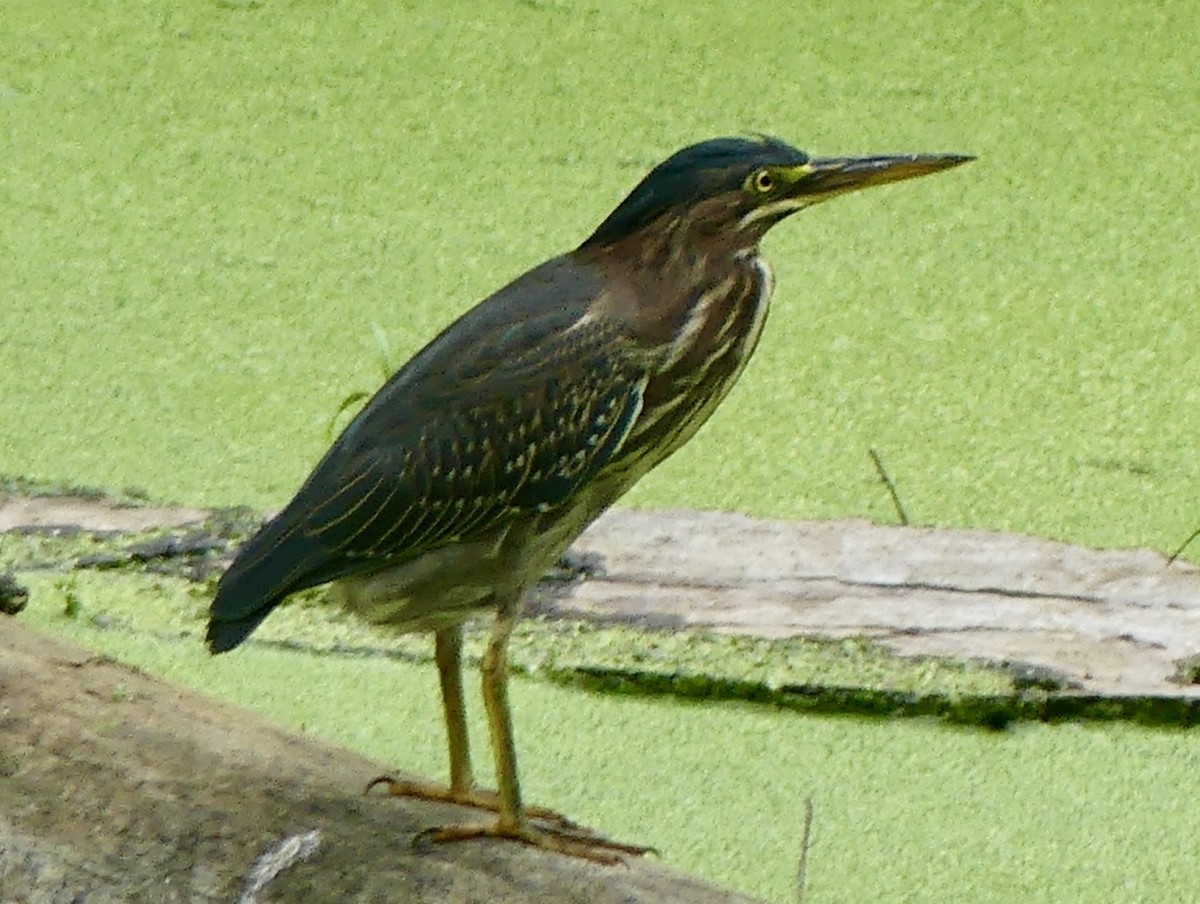 eBird Checklist - 28 Aug 2024 - Chippewa Nature Center - 29 species