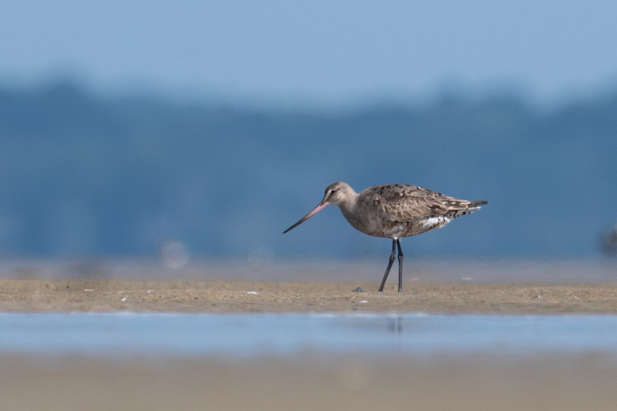 New York Breeding Bird Atlas Checklist - 28 Aug 2024 - Fire Island--Old ...