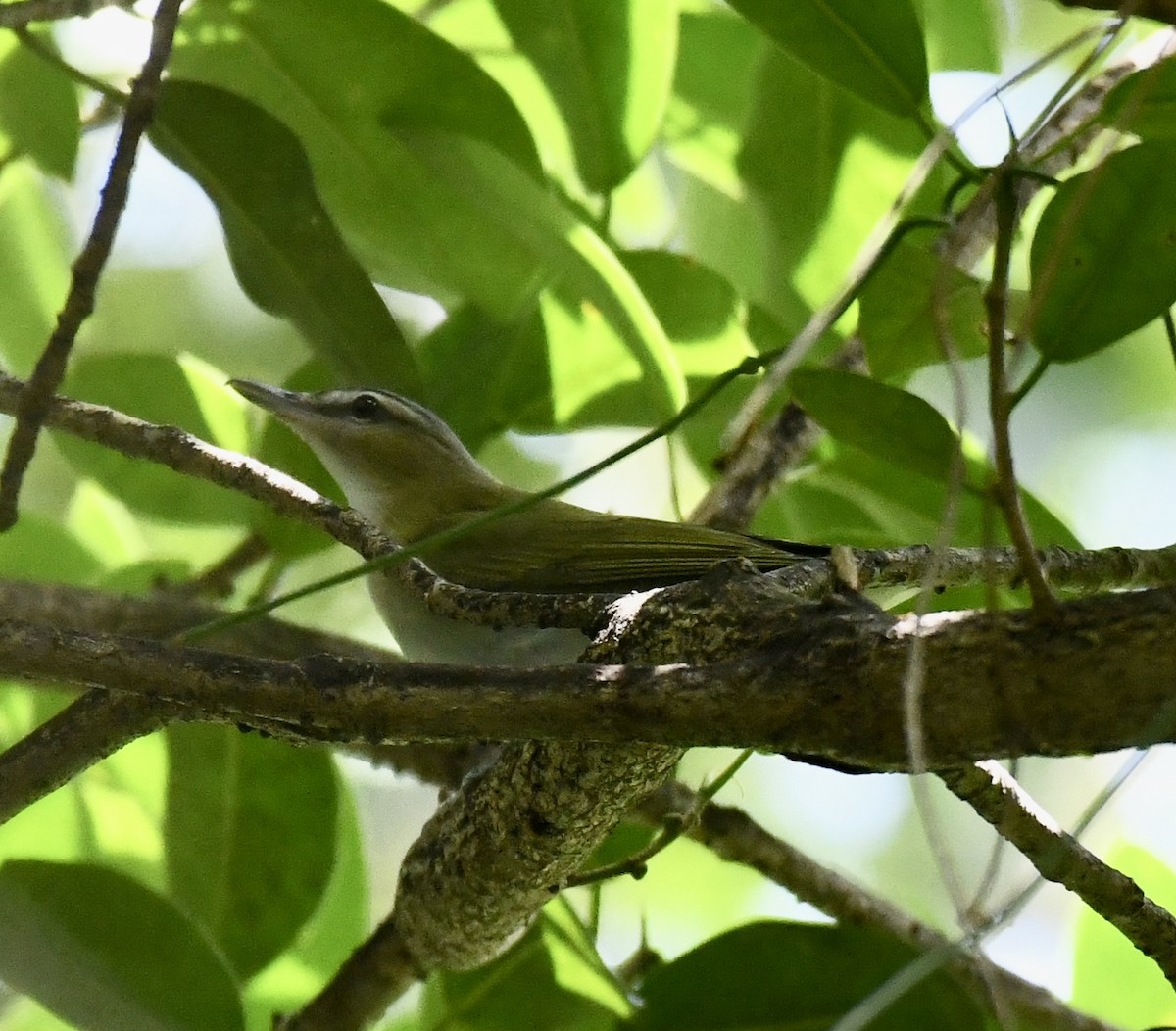 eBird Checklist - 28 Aug 2024 - Loxahatchee NWR - 48 species