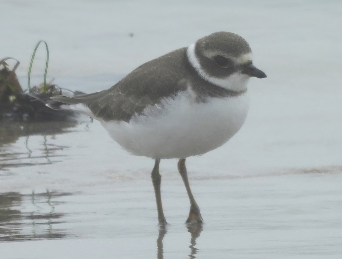 eBird Checklist - 28 Aug 2024 - Pillar Point Harbor - 35 species