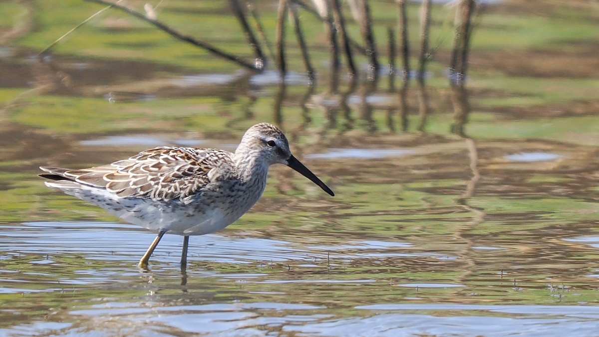 eBird Checklist - 28 Aug 2024 - Blacks Creek Bird Reserve - 59 species