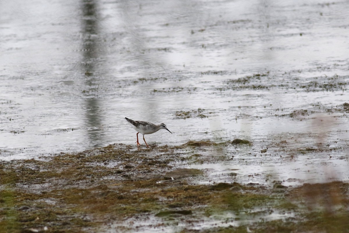eBird Checklist - 28 Aug 2024 - Stoney Creek--Saltfleet CA - 34 species