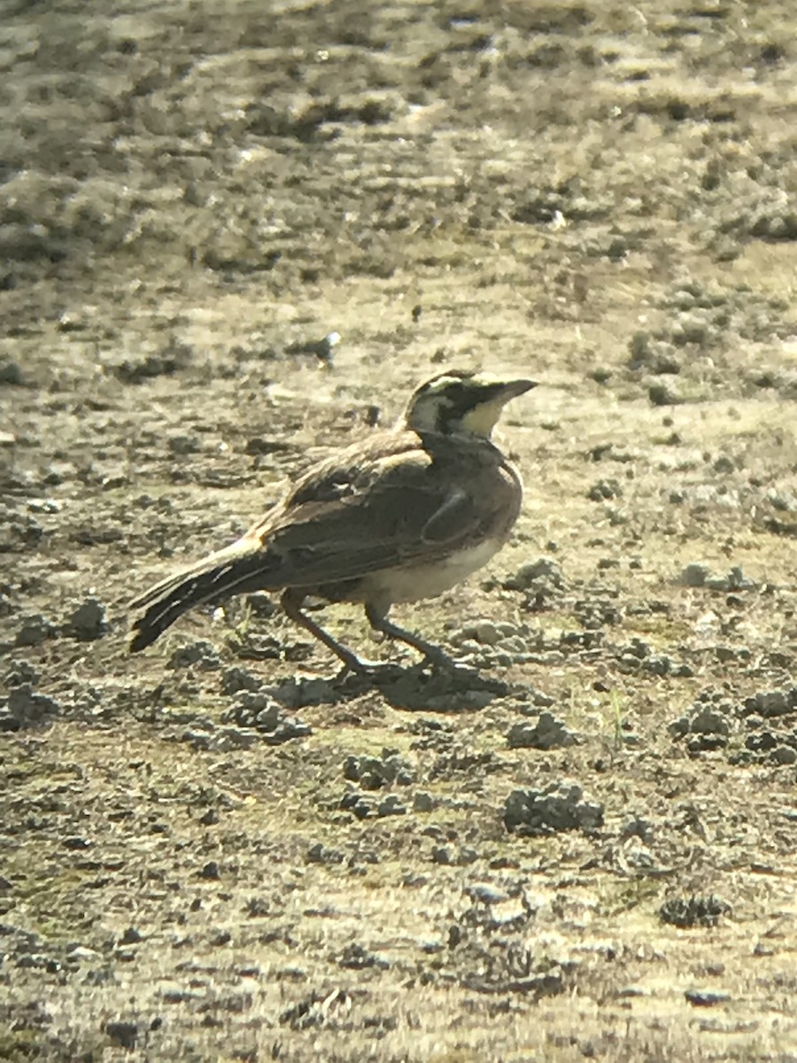 eBird Checklist - 28 Aug 2024 - Winding Brook Turf Farm - 6 species
