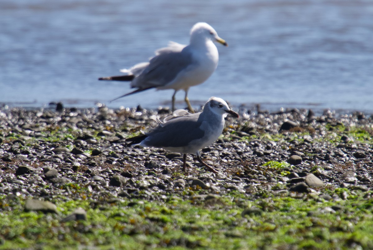 eBird Checklist - 28 Aug 2024 - Goose Point - 10 species (+1 other taxa)