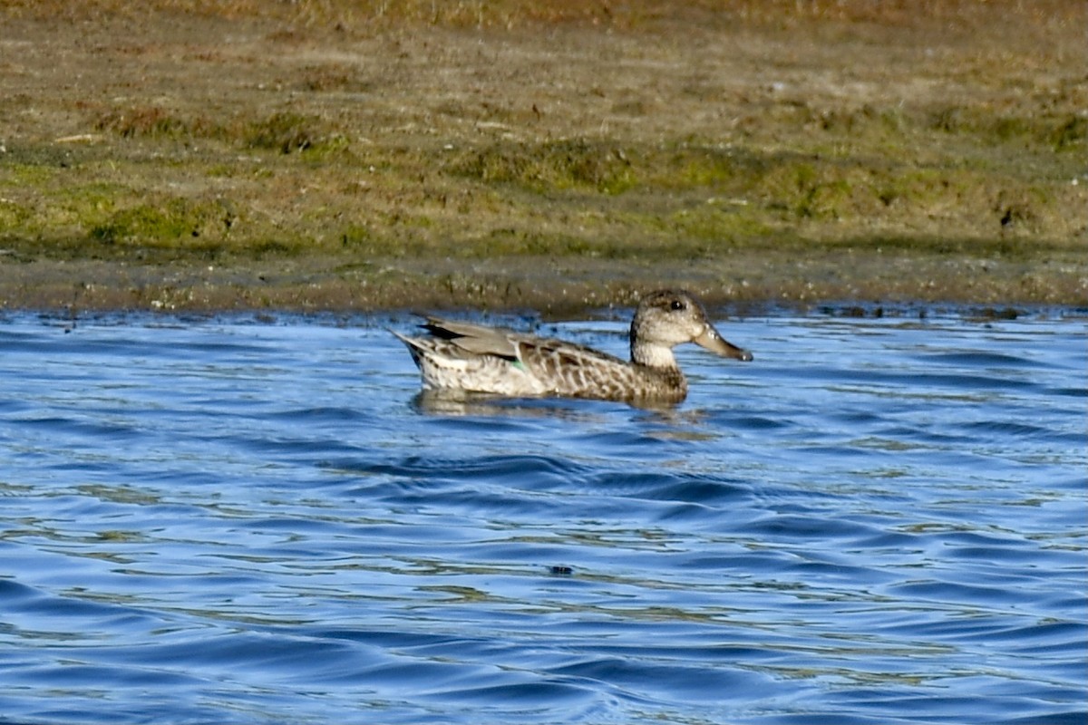 eBird Checklist - 28 Aug 2024 - Parker River NWR - 39 species