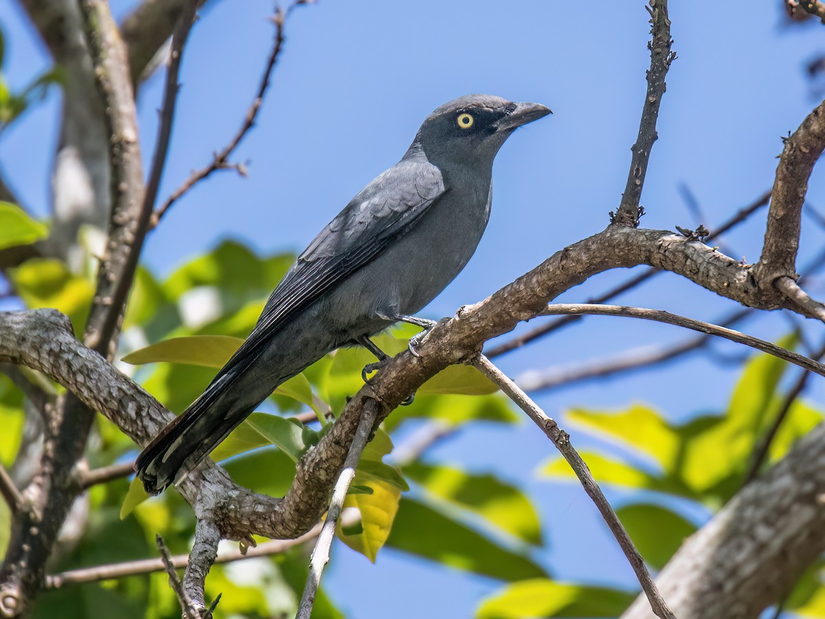 Mindoro Cuckooshrike - Coracina mindorensis - Birds of the World