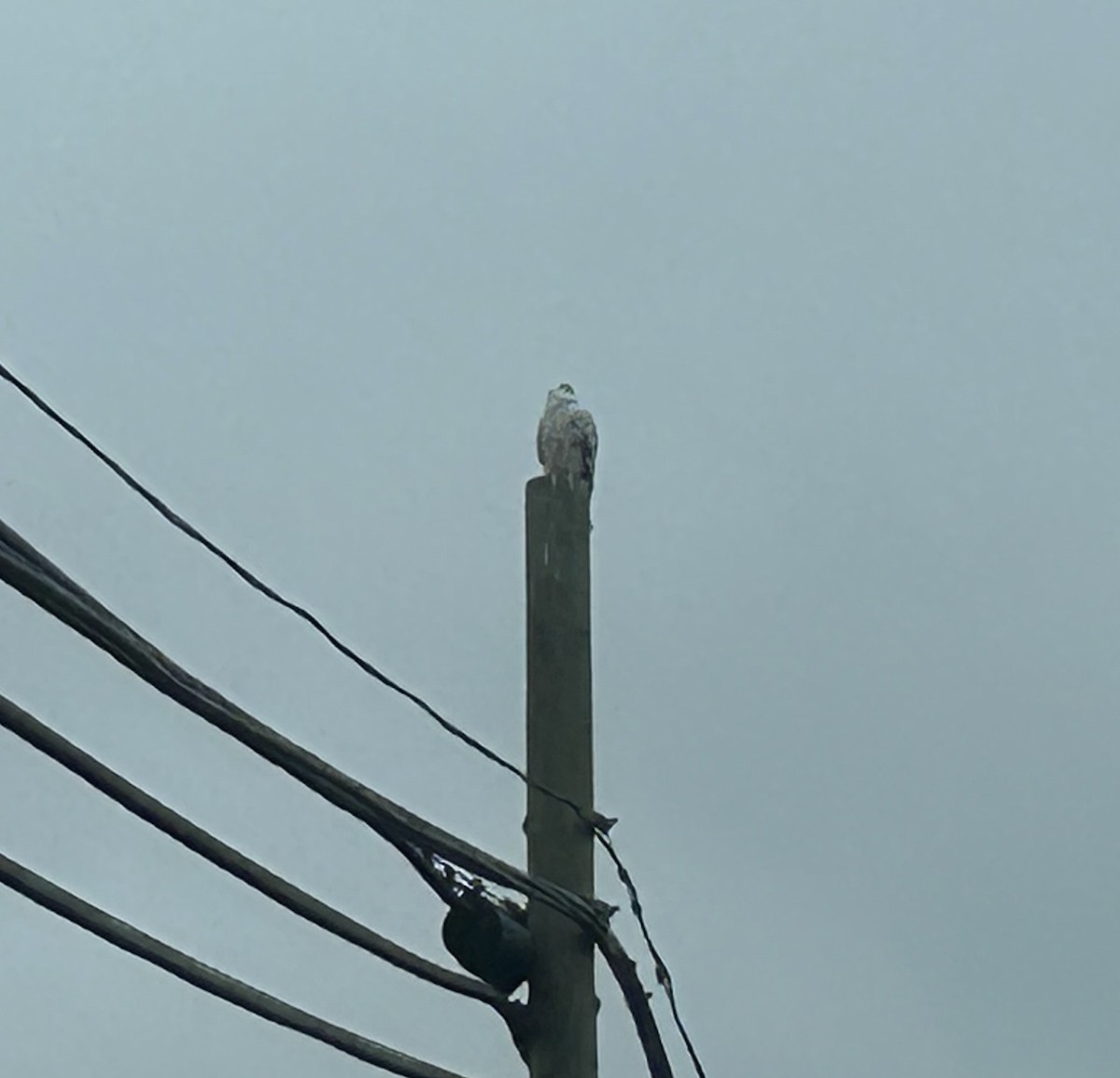 eBird Checklist - 28 Aug 2024 - Avenida Encinas Weird Hawk - 0 species ...