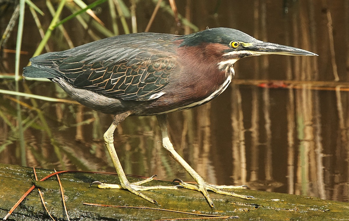 eBird Checklist - 28 Aug 2024 - Gulf Islands National Seashore--Davis ...