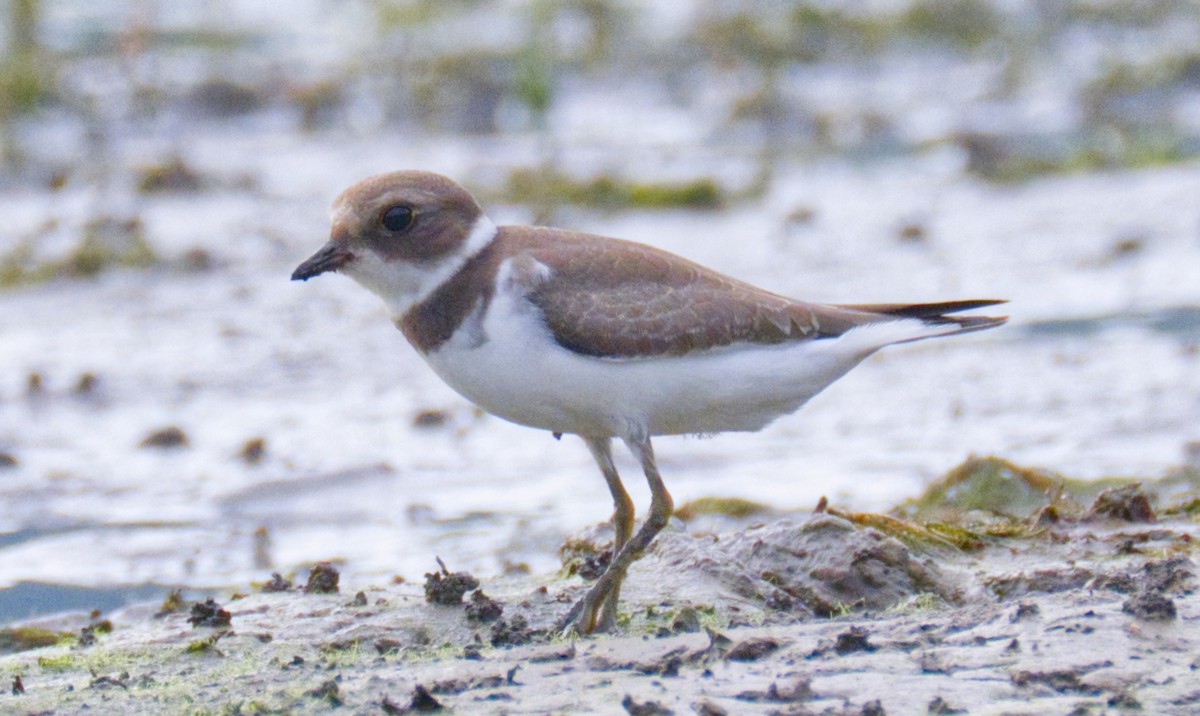 Pennsylvania Bird Atlas Checklist - 29 Aug 2024 - Donegal Lake - 21 species